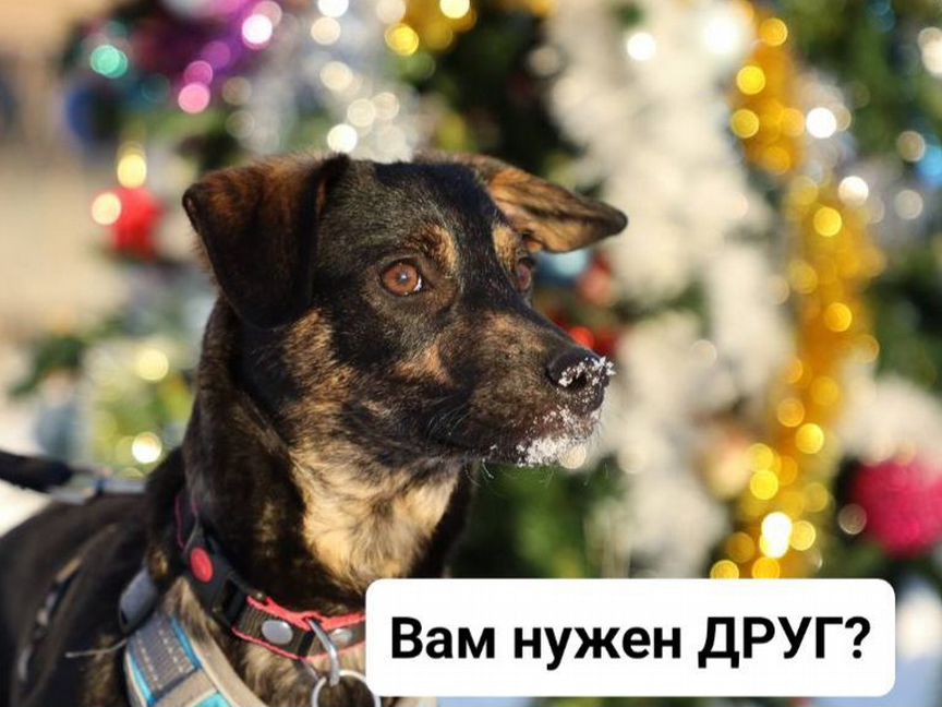 Собака небольшая весёлая щенок подросший в дар
