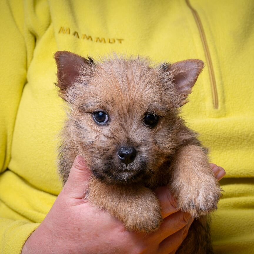 Рыжие щенки Норвичи