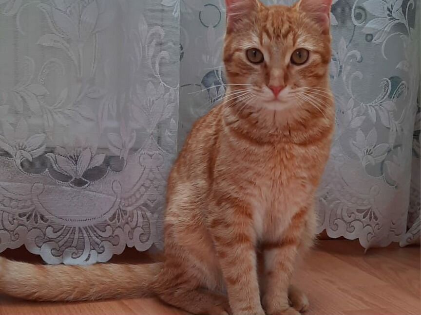 Себирский в добрые руки бесплатно