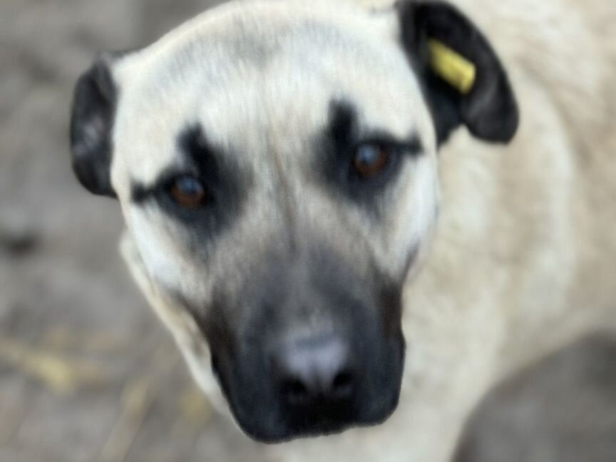 Собака стерильная