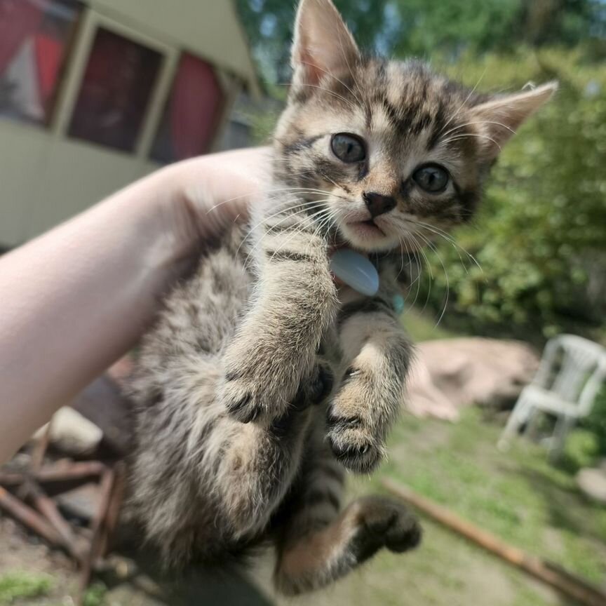 Котёнок в добрые руки