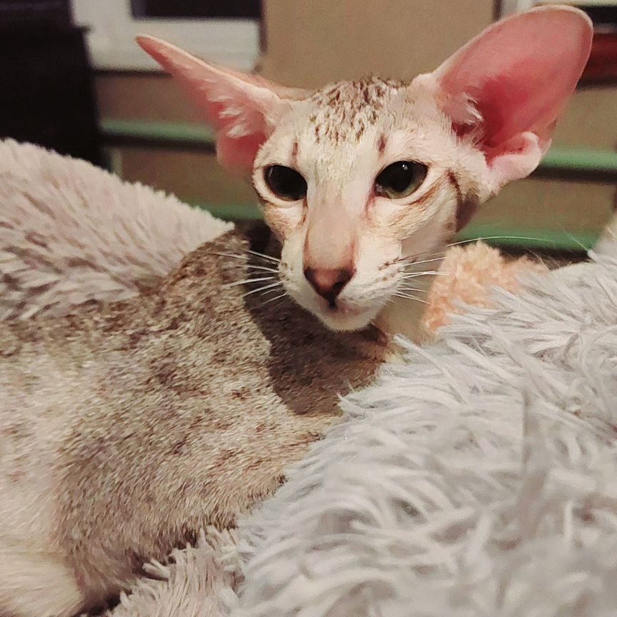Ориентальная кошечка