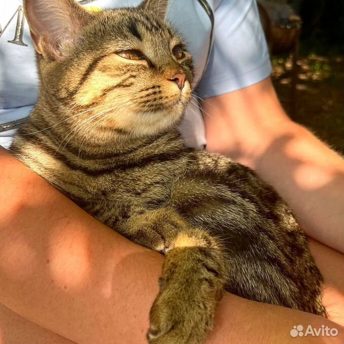 Отдам даром: кошечка Бритни в Омске