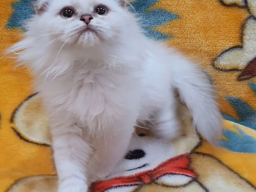 Шотландский вислоухий шиншилла колор пойнт