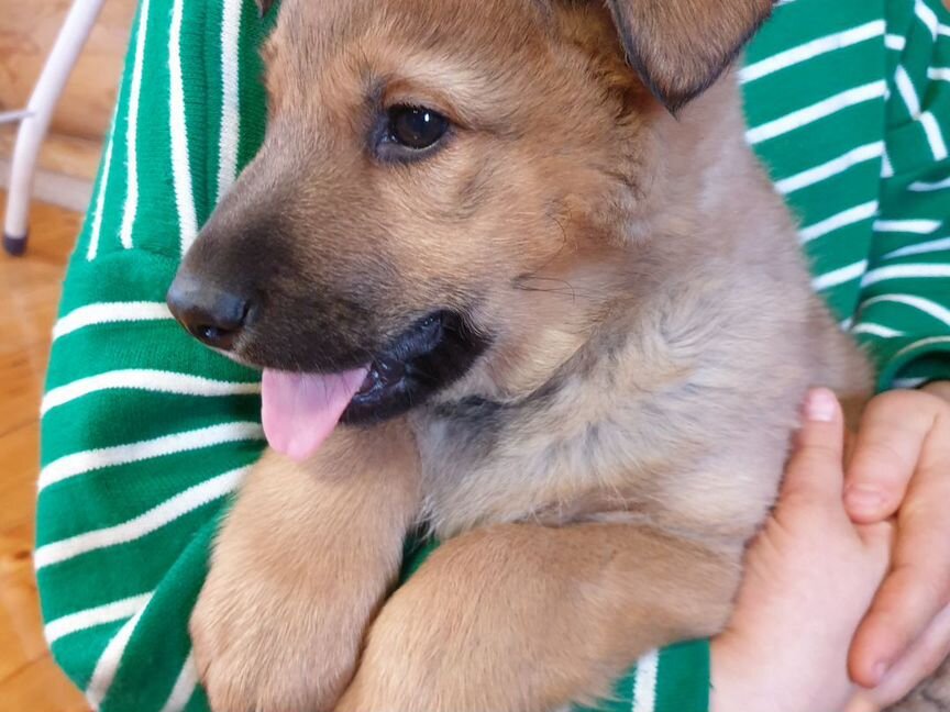 Отдам щенка от сторожевой собаки в добрые руки