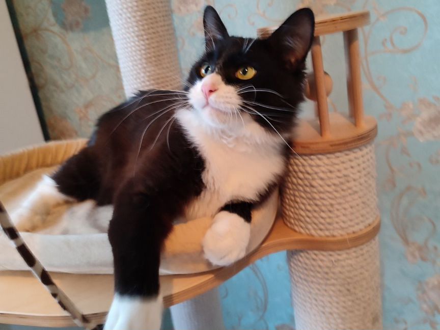 Отдам бесплатно