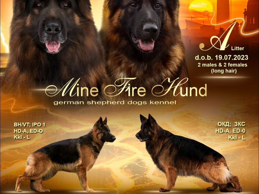 Щенки немецкой овчарки длинношерстной