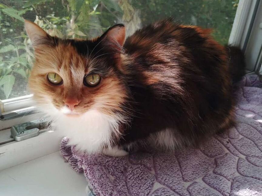 Кошка