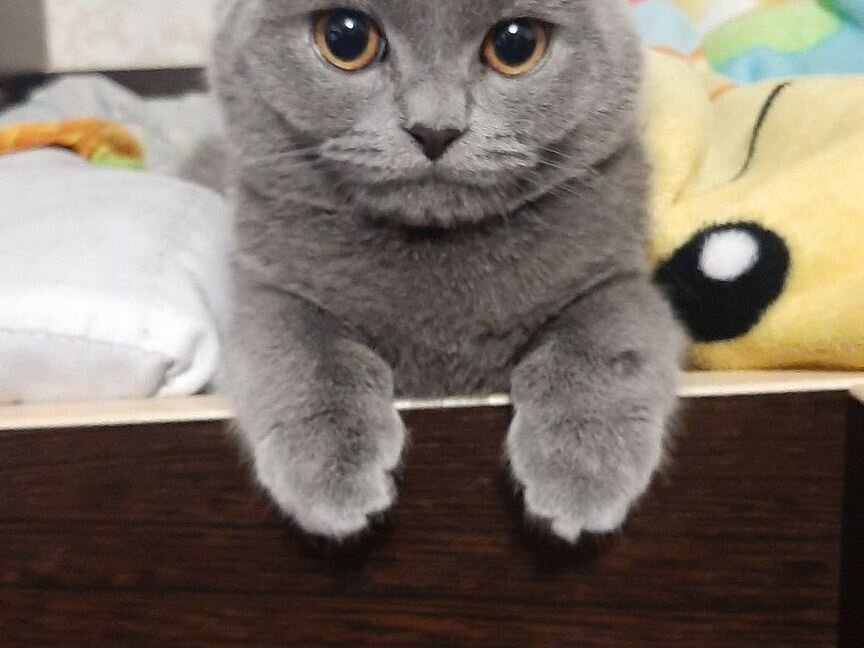 Шотландская вислоухая котёнок