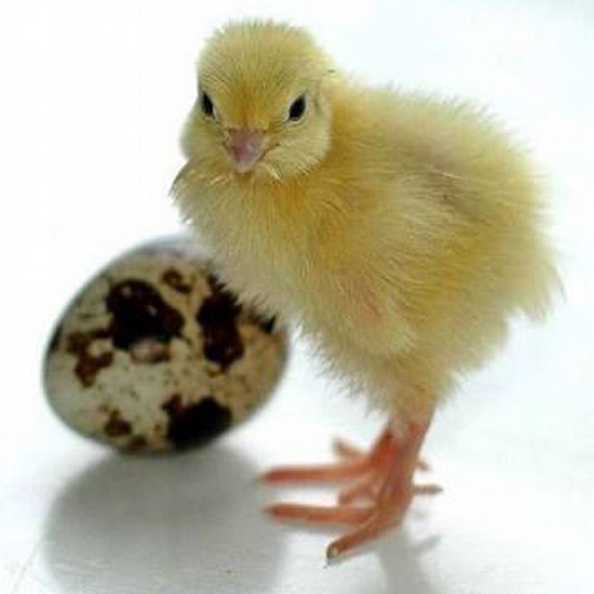 Перепела птенцы