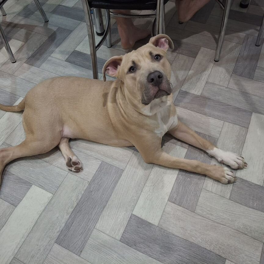 Пристрою щенка