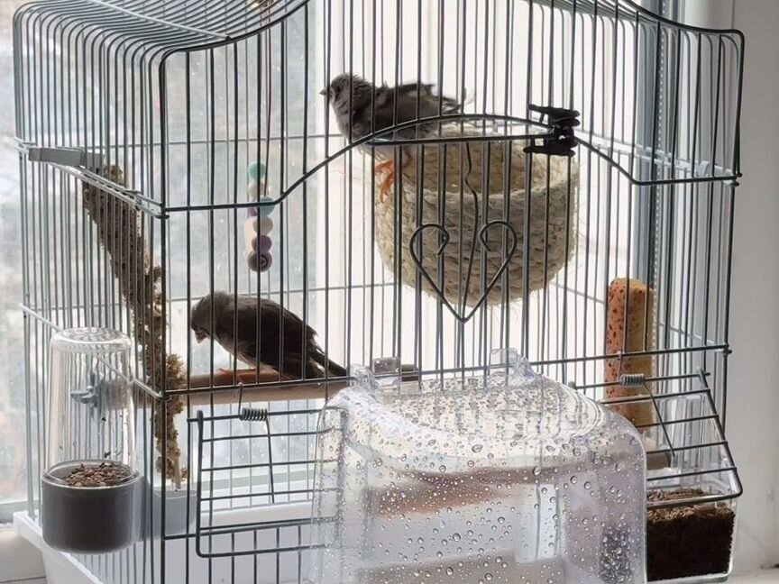 Самка и самец (зебровые амадины )