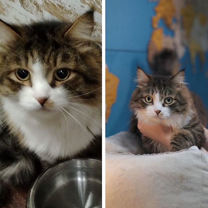 Взрослый кот в добрые руки