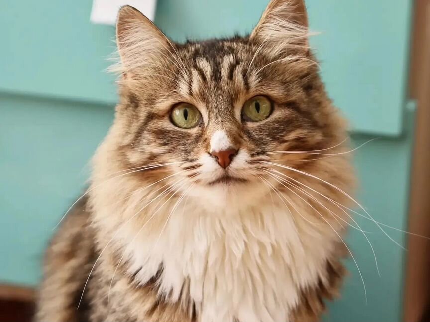 Пушистую Рыську не забирают из-за ее красоты