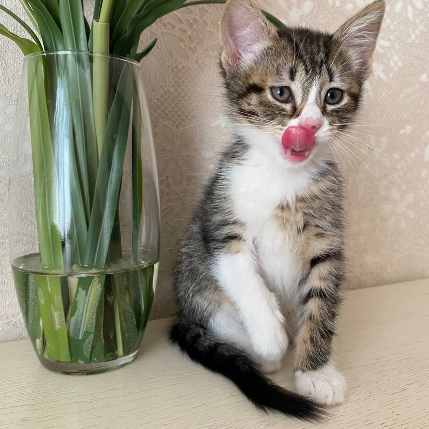 Котёнок в добрые руки