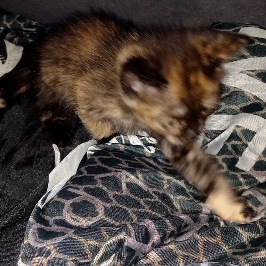 Донской сфинкс котёнок