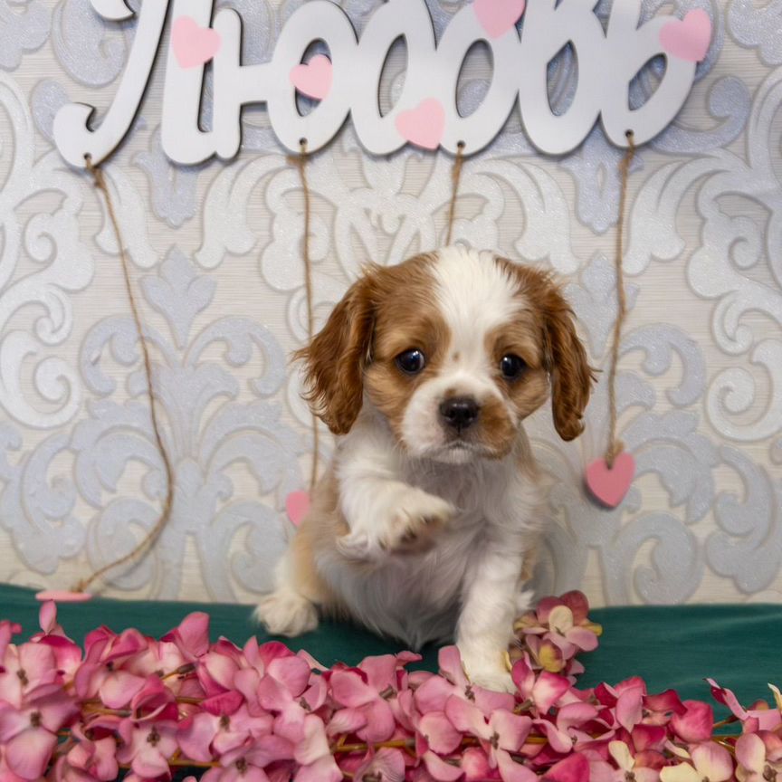 Кинг чарльз спаниель щенки