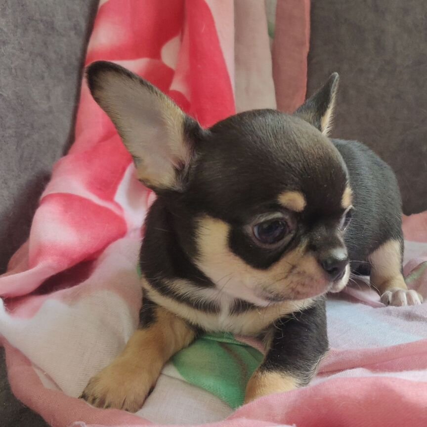 Чихуахуа мальчик