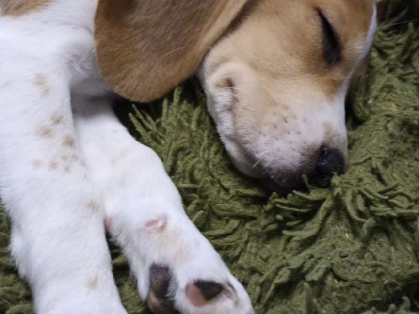 Собаки щенки бигль