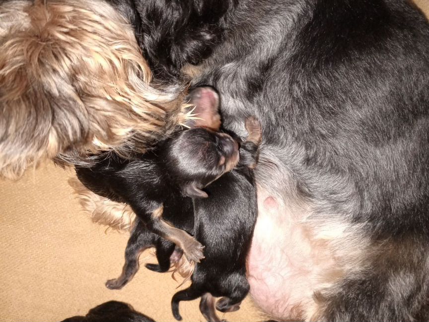 Йоркширский терьер