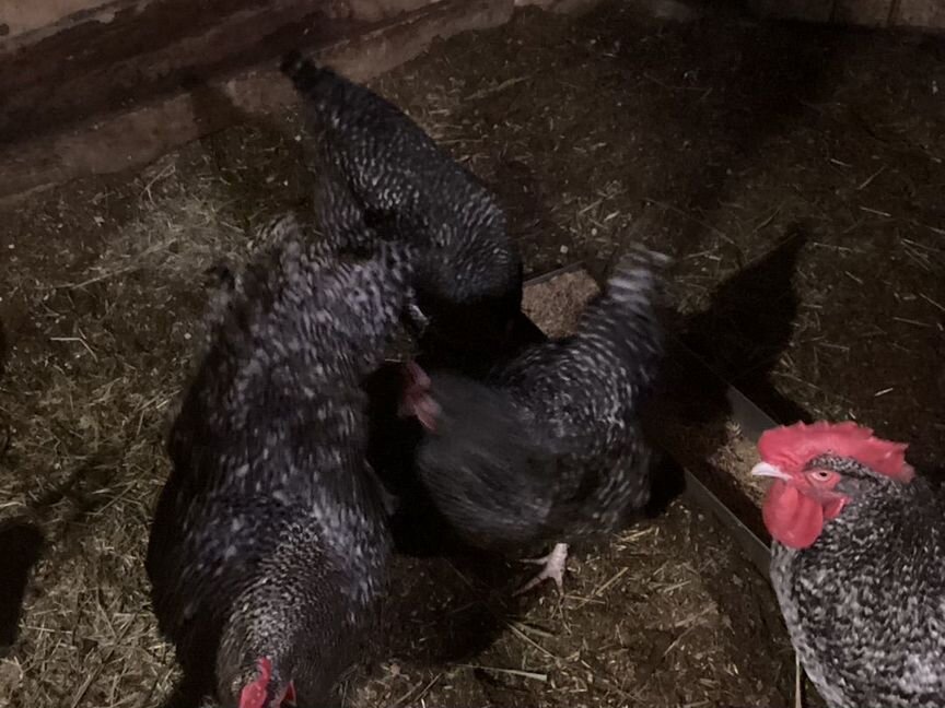 Куры молодки несушки михеленская кукушка 9мес