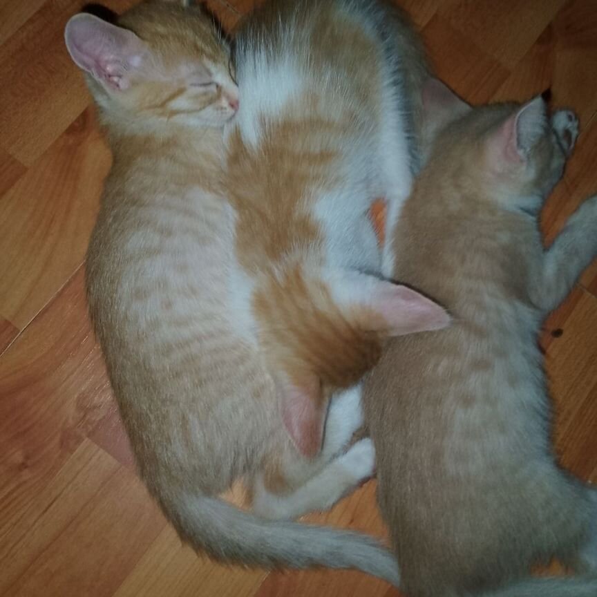 Котята в добрые руки