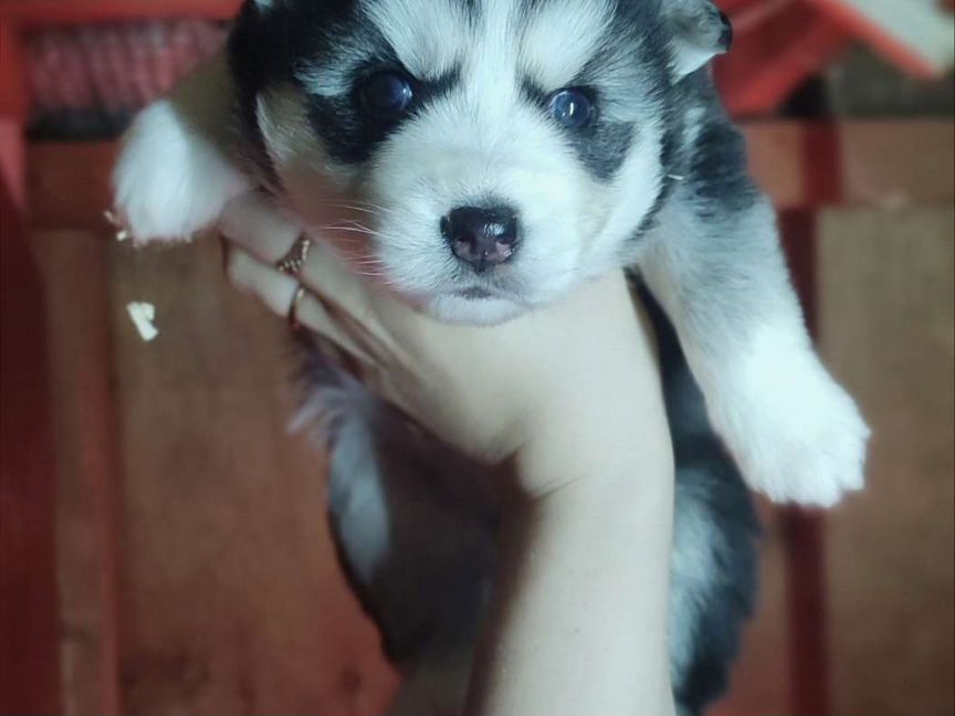 Мальчик Помски F2