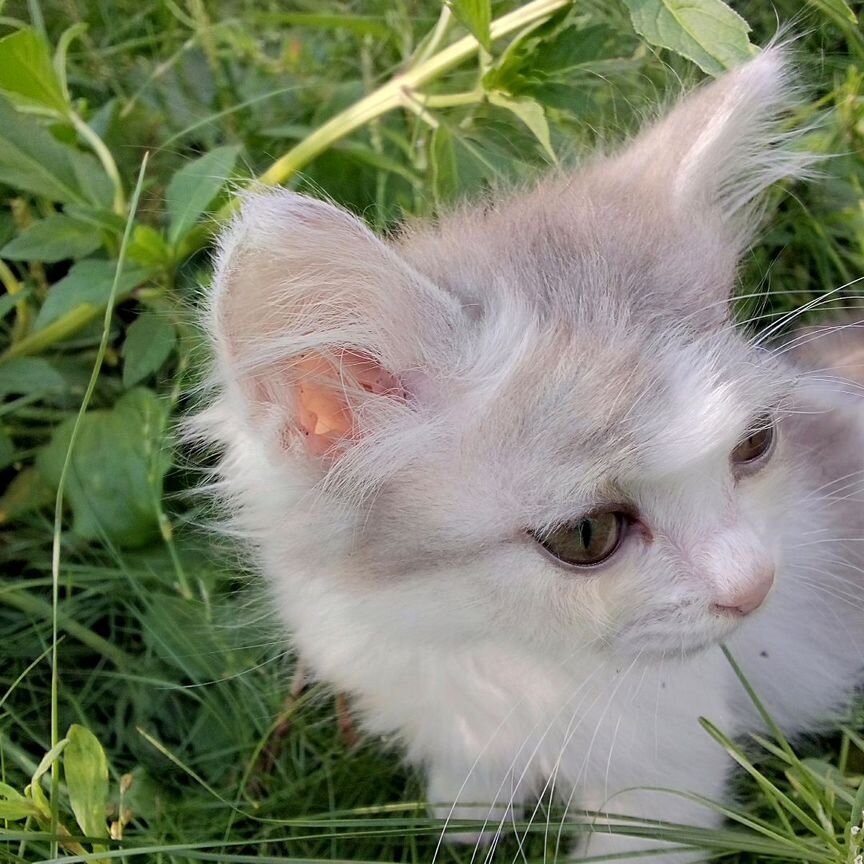 Котята в добрые заботливые руки