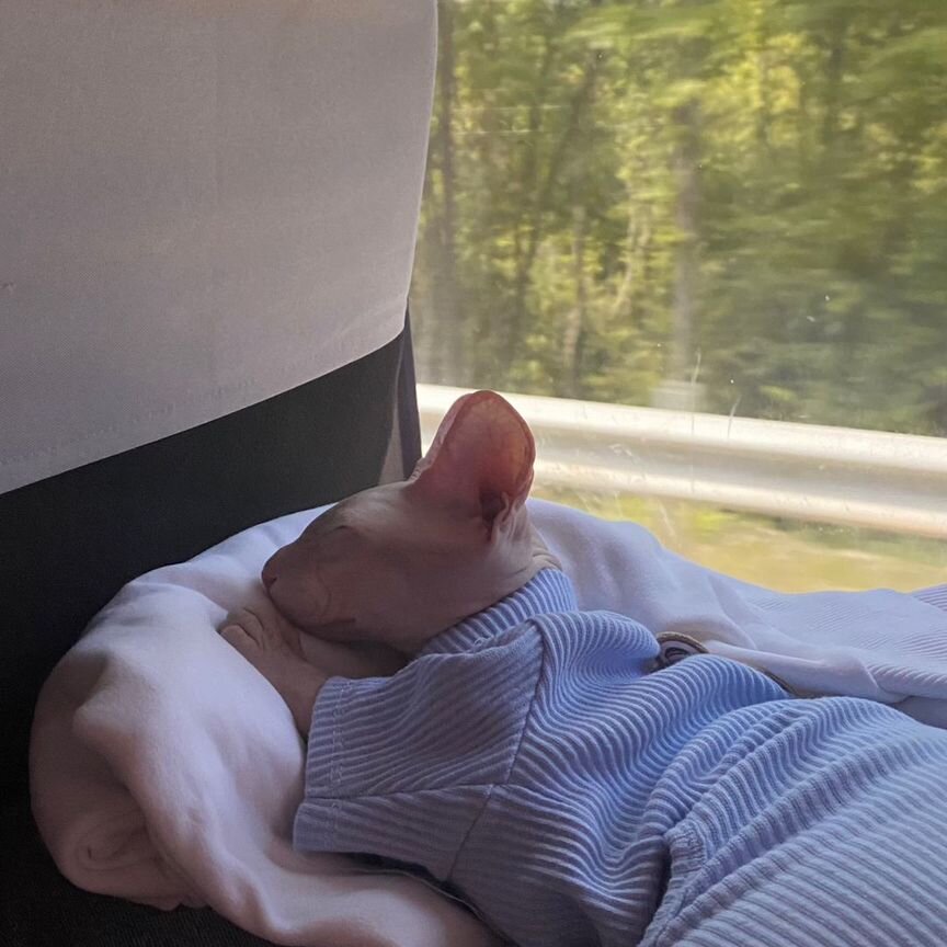 Сфинкс случка