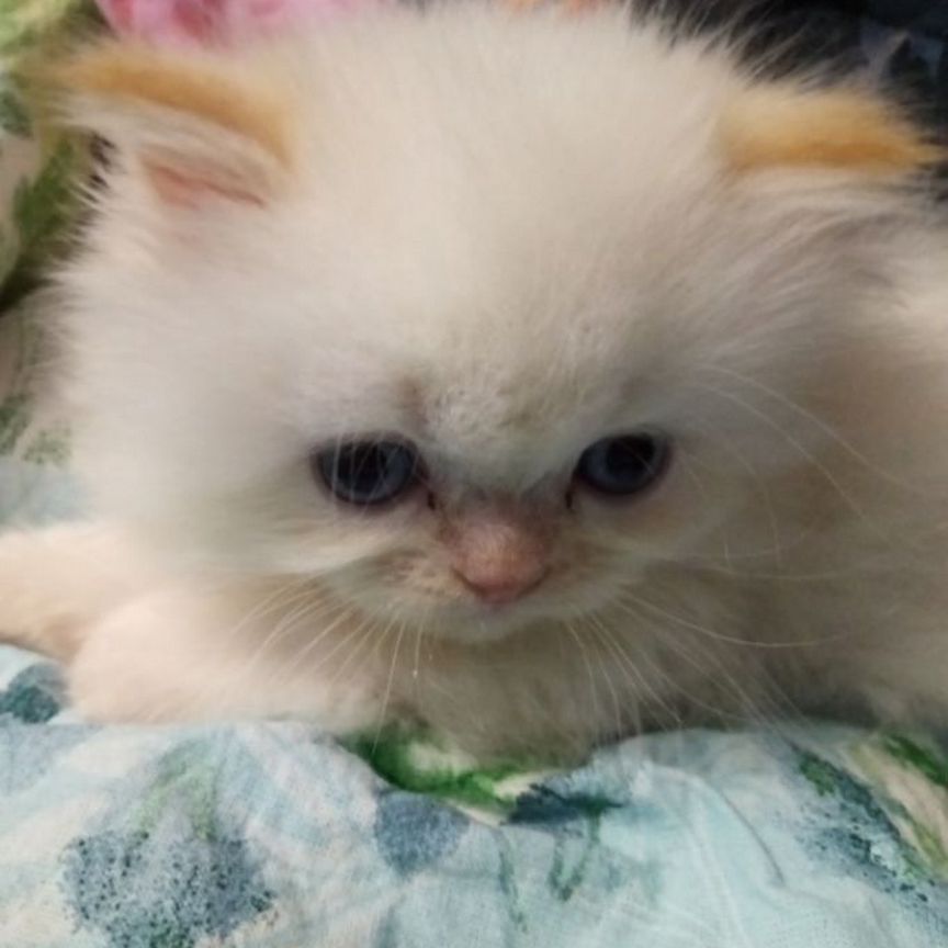 Персидский котенок