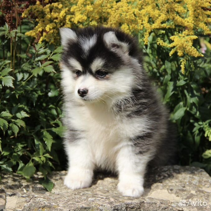 Девочка помски Той