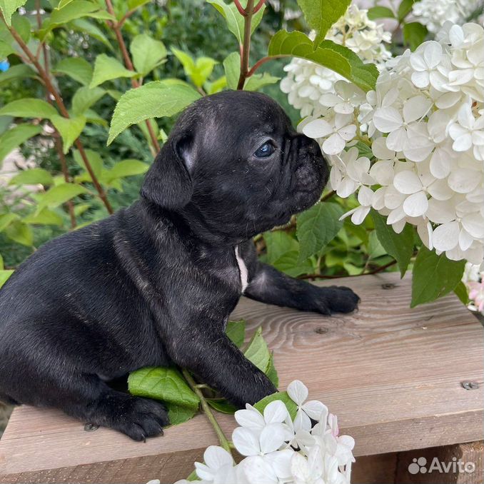 Французские булки