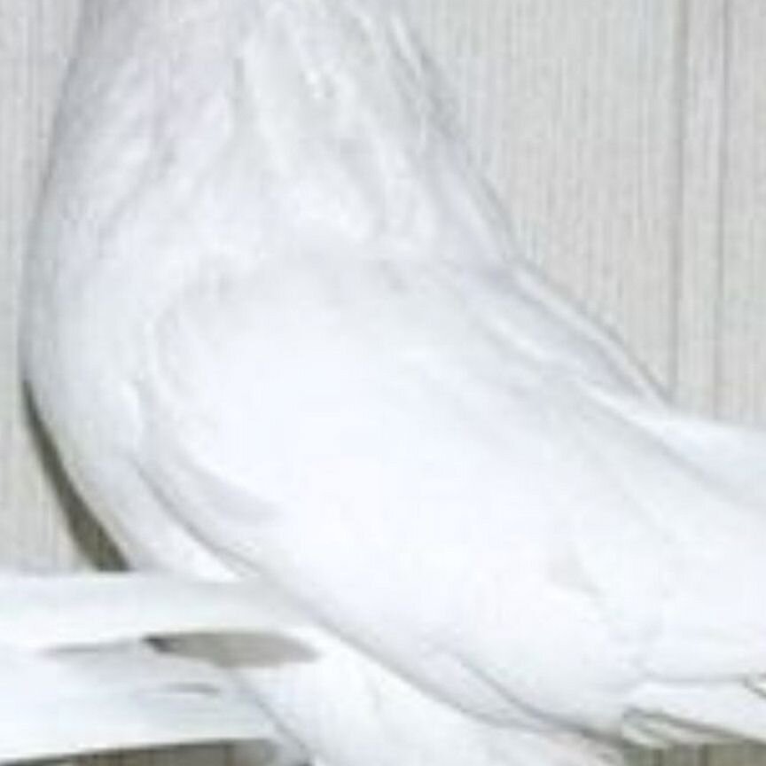 Николаевские голуби