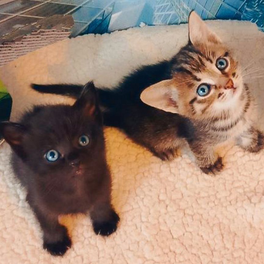 Котята девочки, возраст 1 месяц, по договору