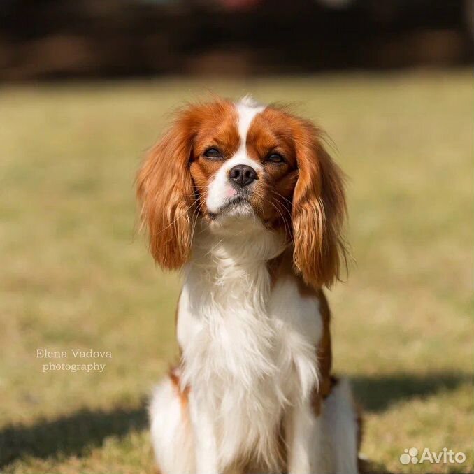 Вязка Кавлер Кинг Чарльз Спаниель