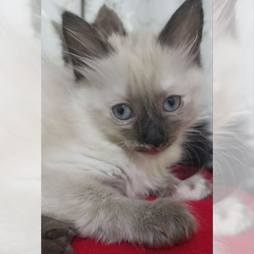 Курильский бобтейл длинношёрстный котёнок