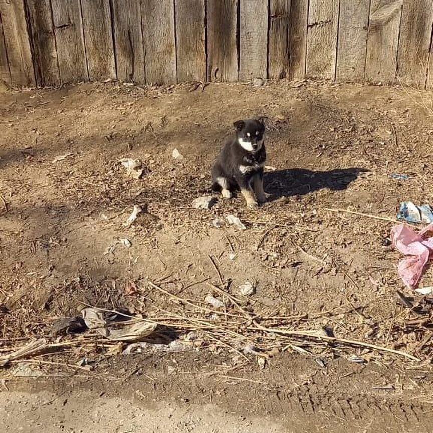 Пристраиваются в добрые руки