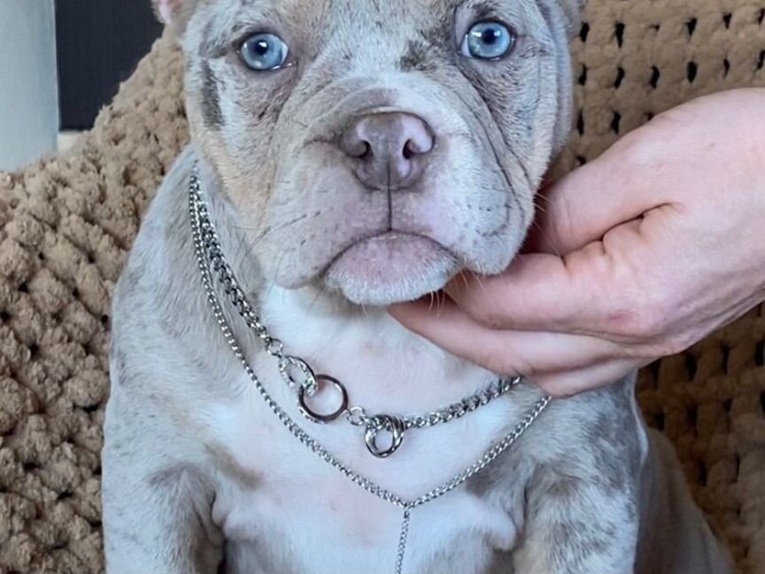 Американский булли - прекрасная девочка покет