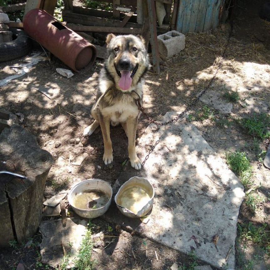 Отдам собаку