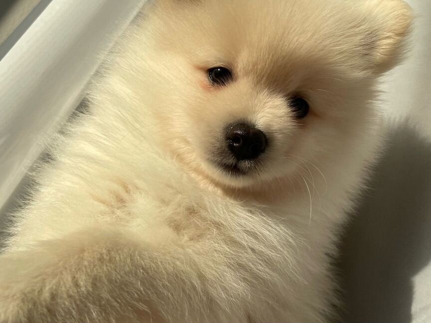 Щенки шпица