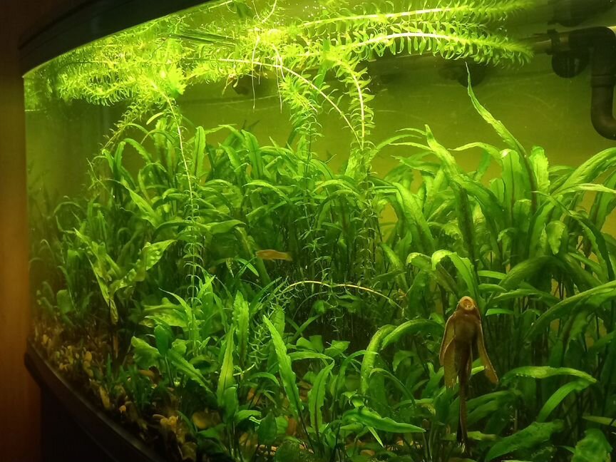 Аквариумные растения бесплатно