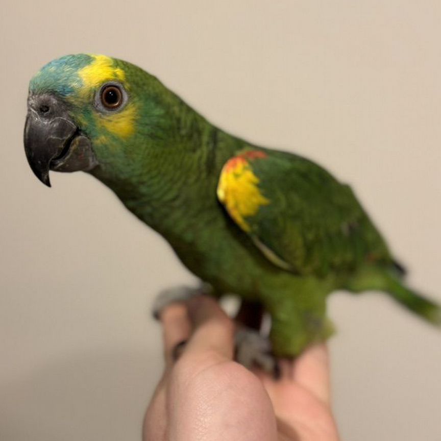 Попугай амазон