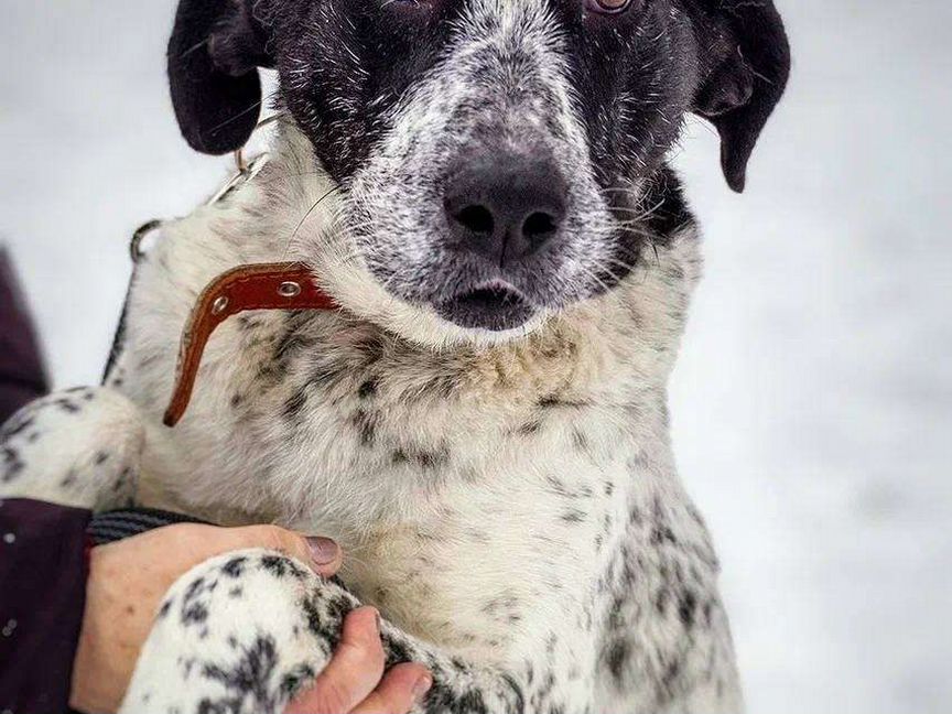 Собака в добрые руки бесплатно