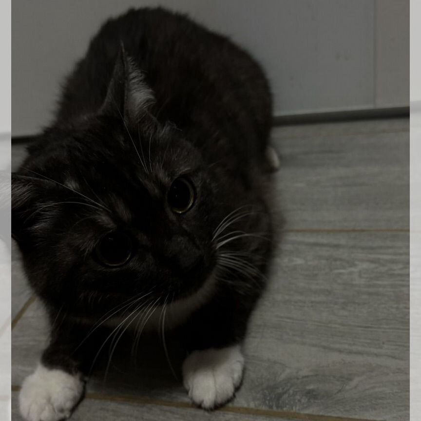 Котики
