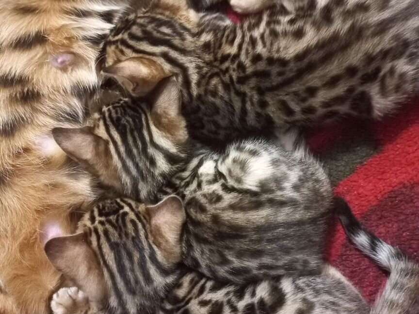 Бенгальские котята