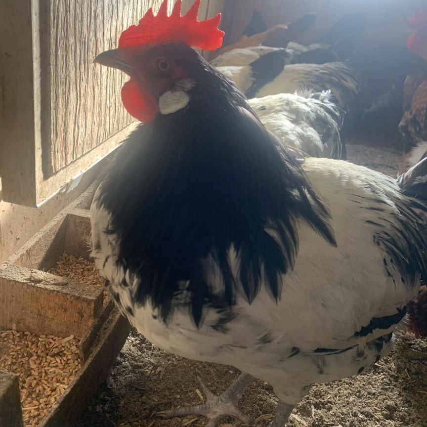 Петух Лакенфельдер