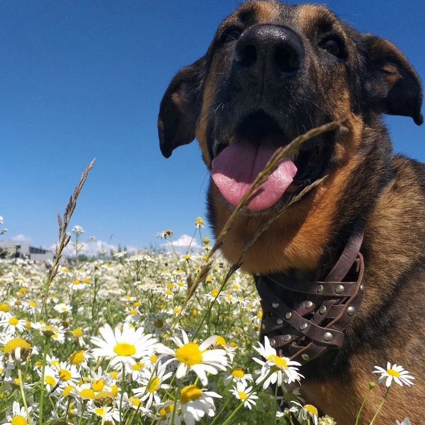 Собака в добрые руки отдам бесплатно