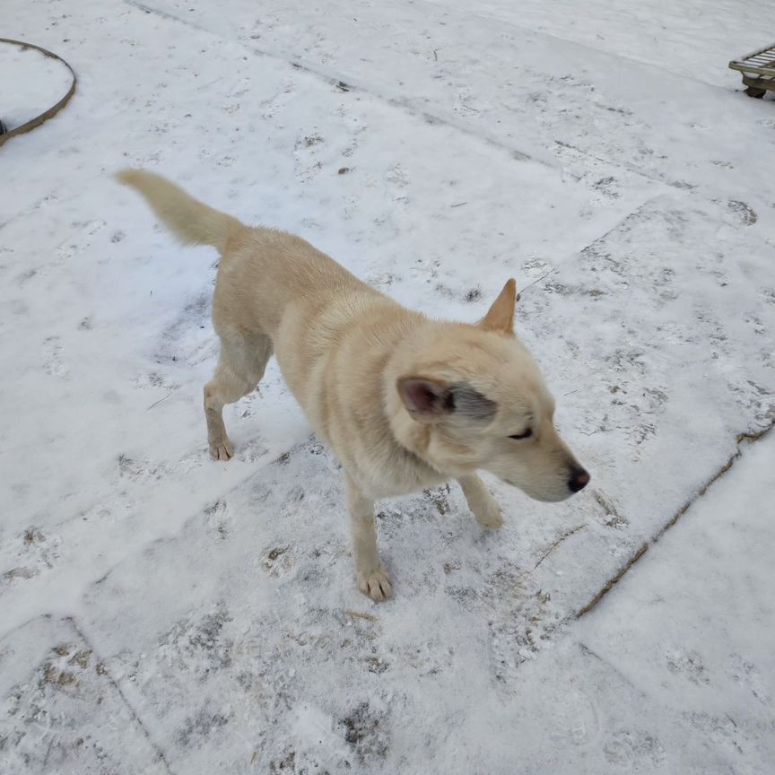 Собака в добрые руки отдам бесплатно