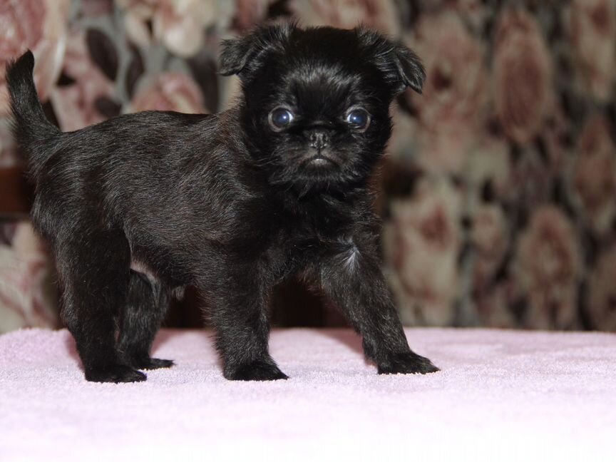 Мальчик Бельгийский гриффон