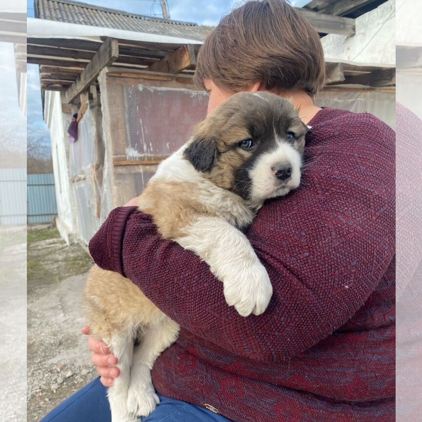 Московская сторожевая, щенок
